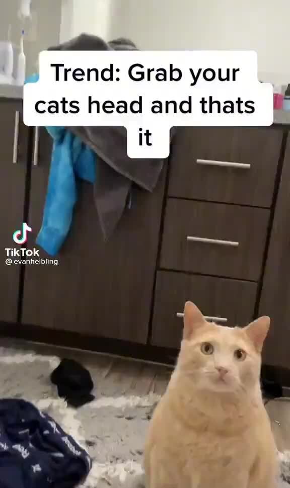 Trend: Grab your cats head and thats it TikTok - iFunny