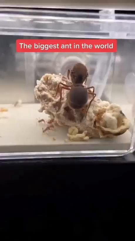 The Biggest Ant In The World Ifunny