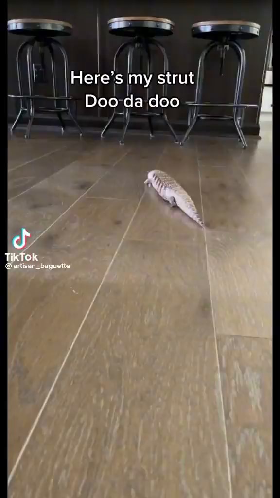 Here's my strut Doo da doo TikTok sar baquene - iFunny