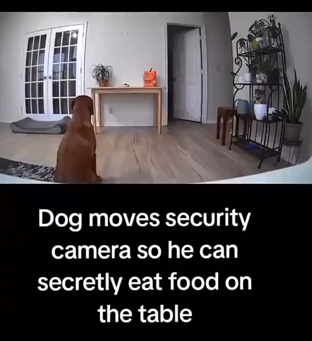 Dog moves security camera so he can secretly eat food on the table - iFunny
