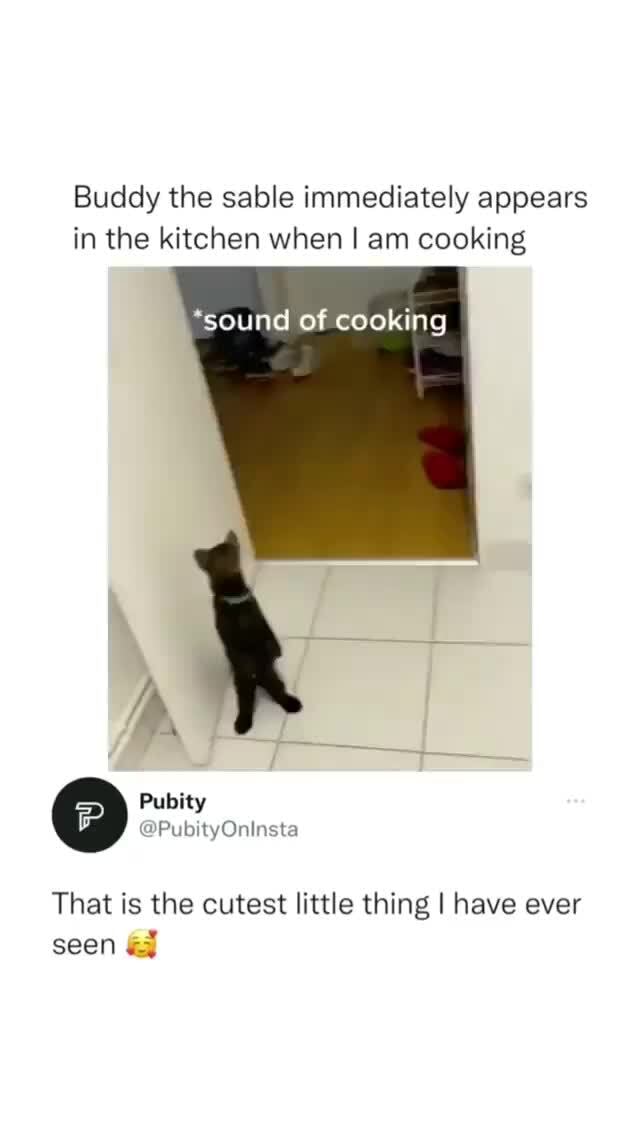 Adorable.. 😍😍😍 - Buddy the sable immediately appears in the kitchen ...