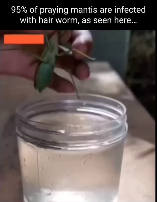 95% of praying mantis are infected with hair worm, as seen here... - iFunny