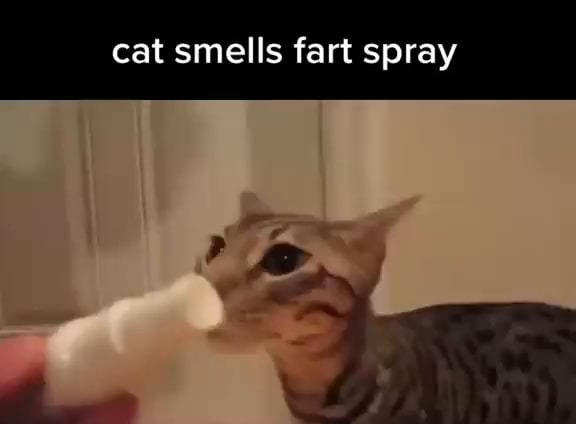 Cat smells fart spray Me - iFunny