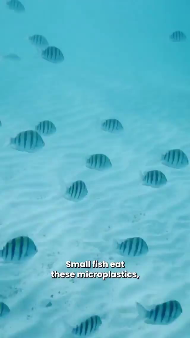 Small fish eat these microplastics, - iFunny