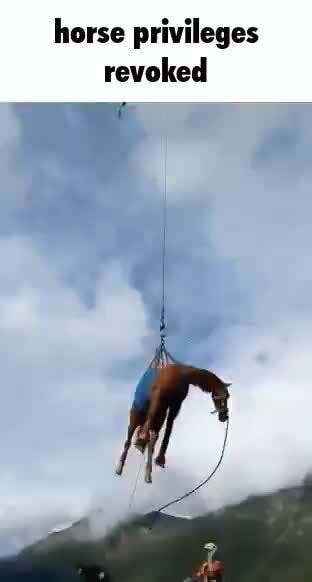 Horse privileges revoked - iFunny