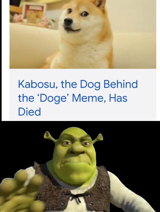Kabosu, the Dog Behind the 'Doge' Meme, Has Died - iFunny