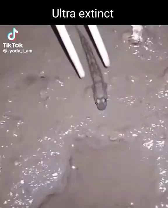 Ultra extinct - iFunny