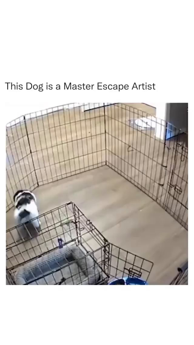 This Dog is a Master Escape Artist - iFunny