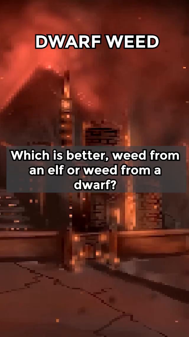 DWARF WEED Which is better, weed from an elf or weed from a dwarf? - iFunny