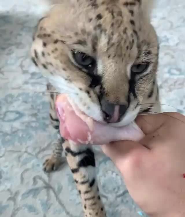 Stryker the cat - iFunny