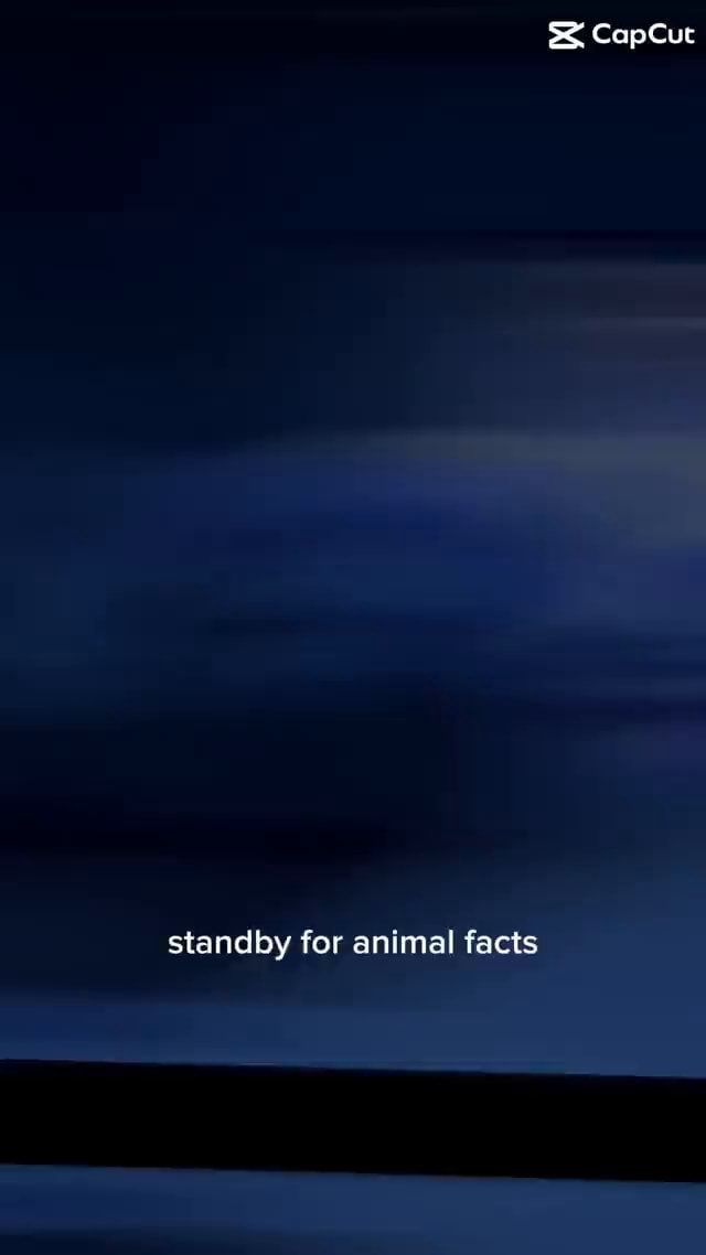 CapCut standby for animal facts - iFunny