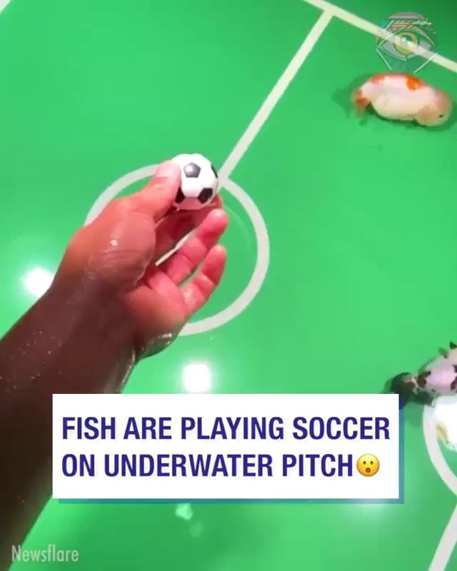 FISH ARE PLAYING SOCCER ON UNDERWATER PITCH - iFunny