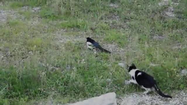 Cat attacks a bird but bird has back up. kittybash.com - iFunny