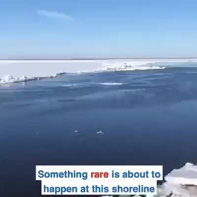 Something rare is about - iFunny