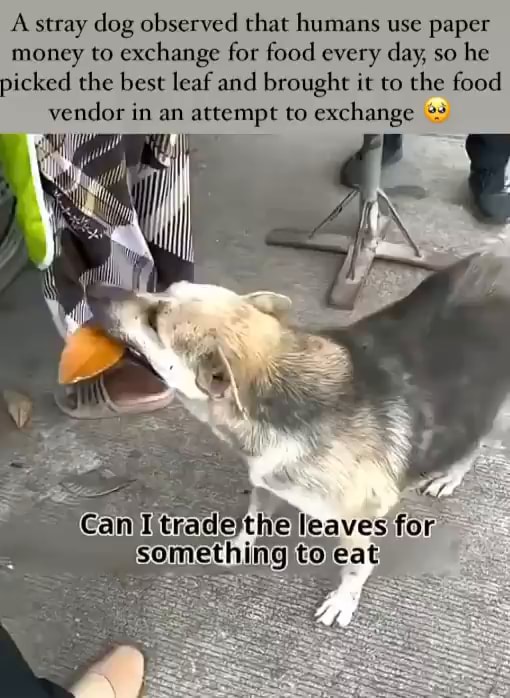 A stray dog observed that humans use paper money to exchange for food ...