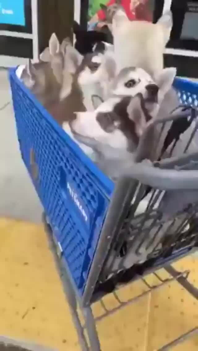 A cart of cuteness! All the reaction faces are fabulous. - iFunny