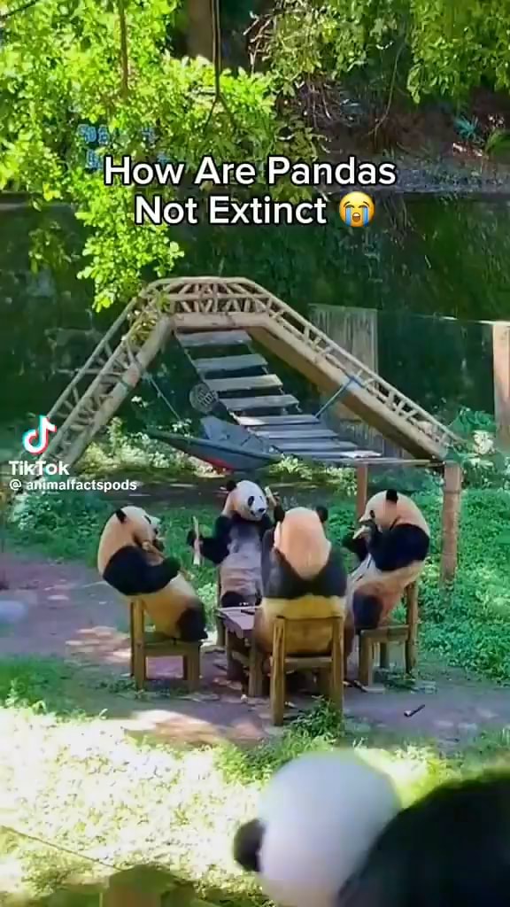 How Are Pandas Not Extinct - iFunny