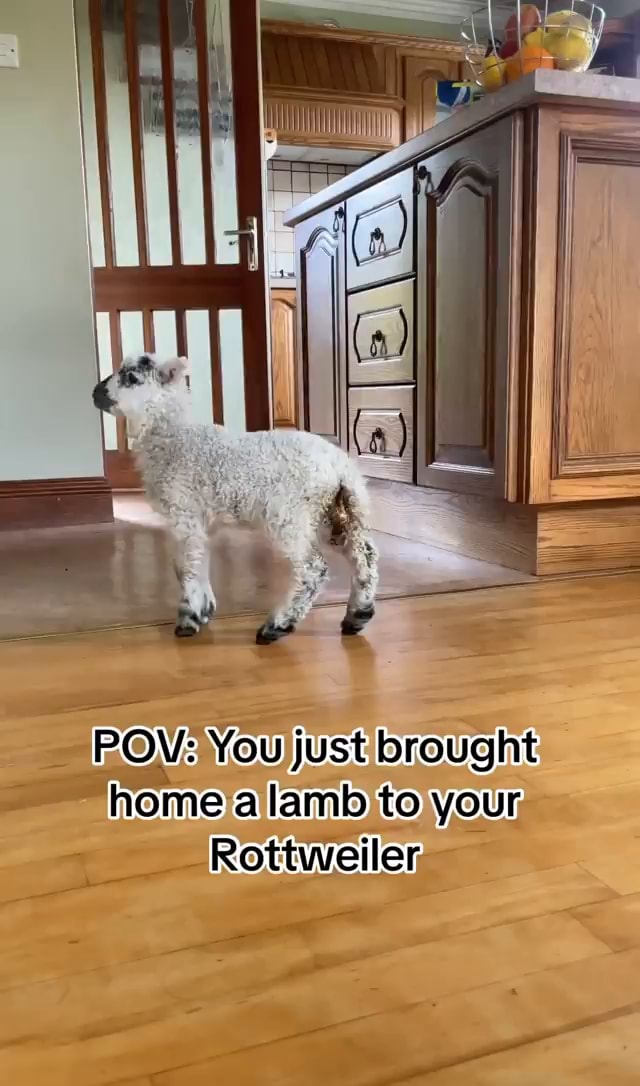 OWe You just brought - home a lamb to your Rottweiler - iFunny