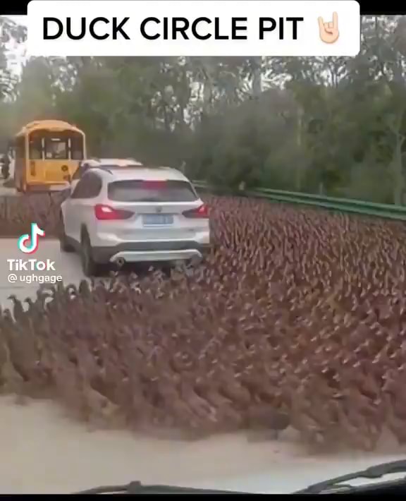 DUCK CIRCLE PIT - iFunny