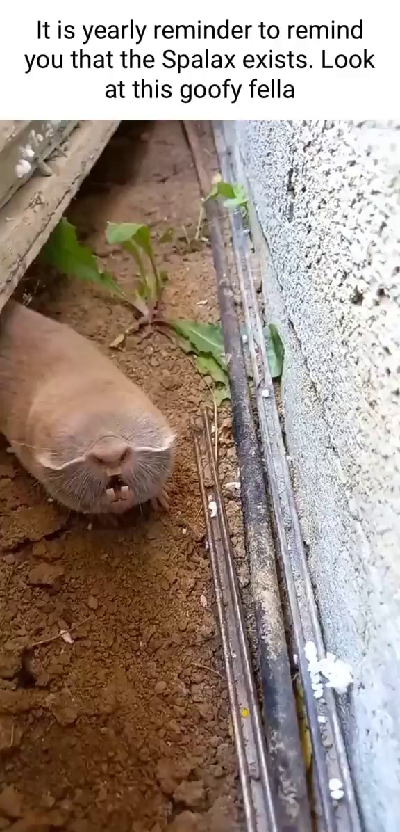 It is yearly reminder to remind you that the Spalax exists. Look at ...