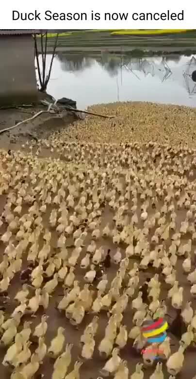 Duck Season is now canceled - iFunny