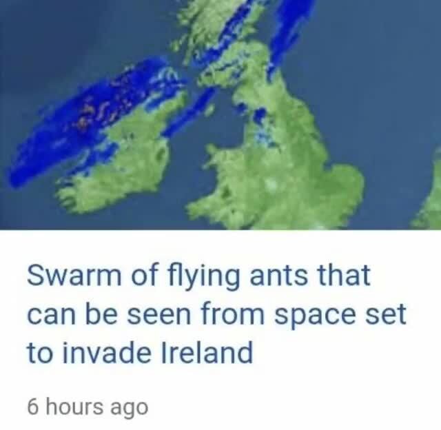 Hey i posted a funny meme i just made woo - Swarm of flying ants that ...