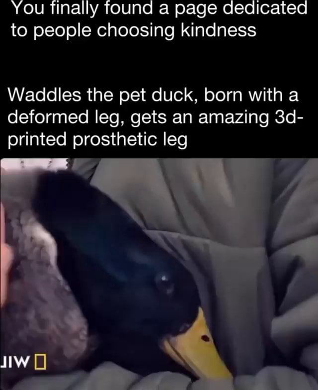 You finally found a page dedicated to people choosing kindness Waddles ...