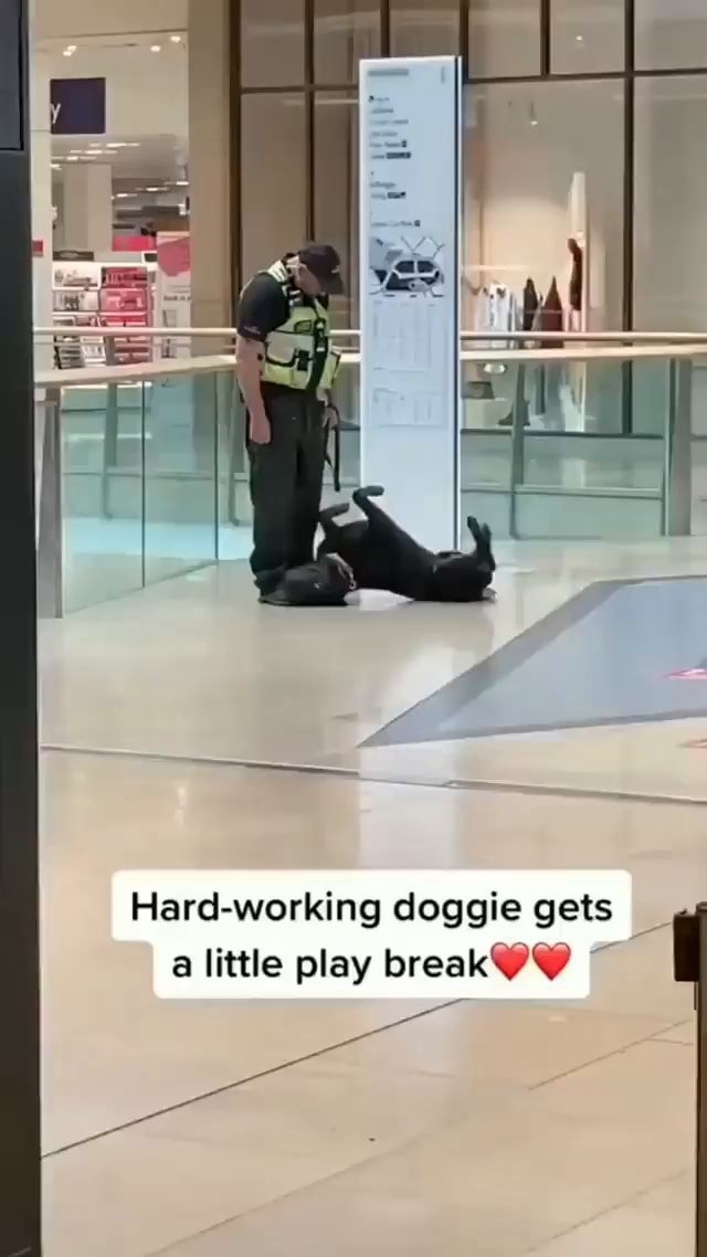 Hard-working doggie gets a little play break - iFunny