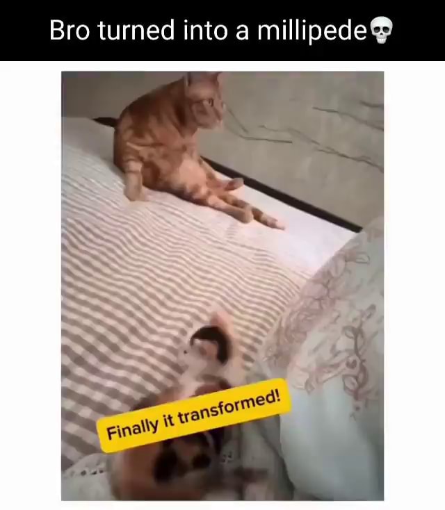 Bro turned into a millipede@ - iFunny
