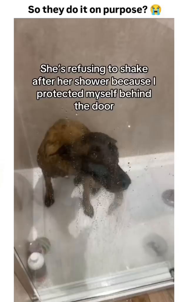 So they do it on purpose? @ She's refusing to shake after her shower ...