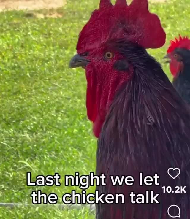 Last night we let the chicken talk' - iFunny