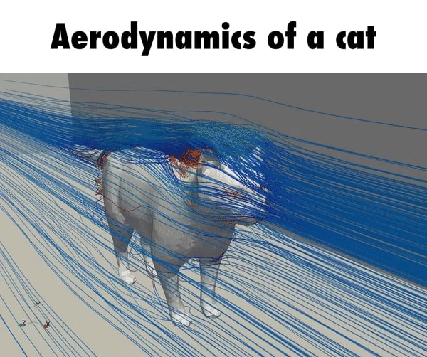 Aerodynamics of a cat - iFunny