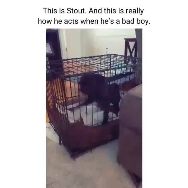 This is Stout. And this is really how he acts when he's a bad boy, - iFunny