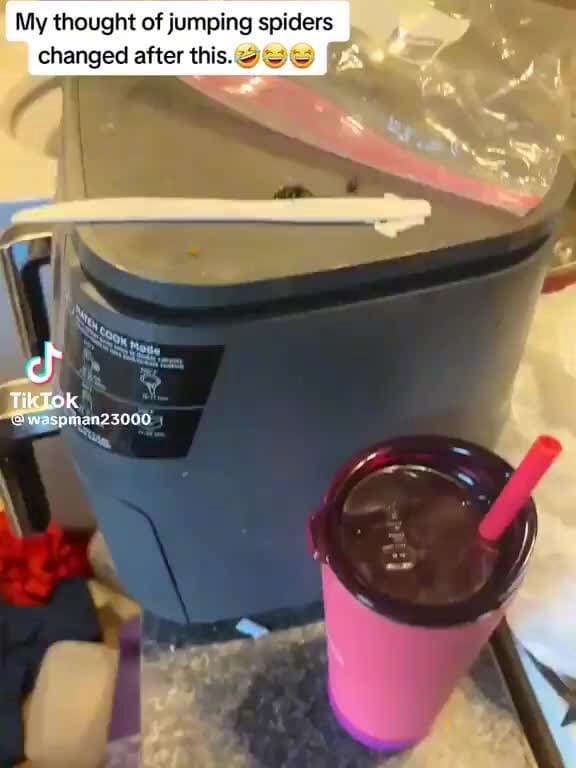 My thought of jumping spiders changed after this. - iFunny