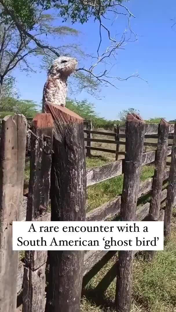 If A rare encounter with a South American 'ghost bird' - iFunny