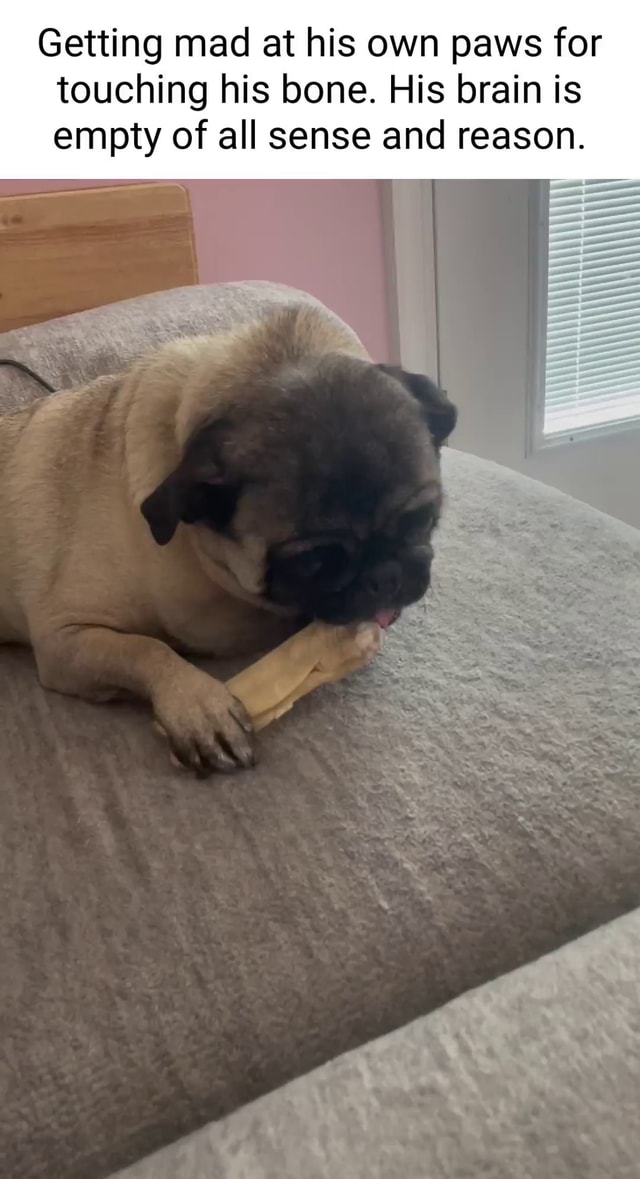 Getting mad at his own paws for touching his bone. His brain is empty of all sense and reason ...