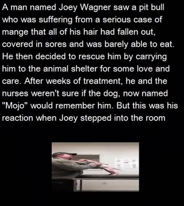 Aman named Joey Wagner saw a pit bull who was suffering from a serious ...