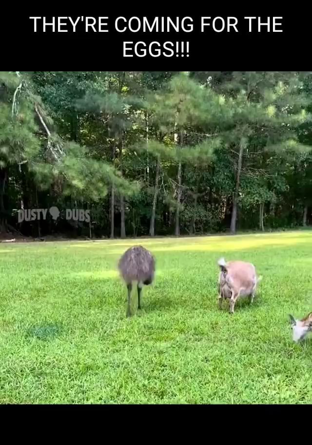 THEY'RE COMING FOR THE EGGS!!! - iFunny