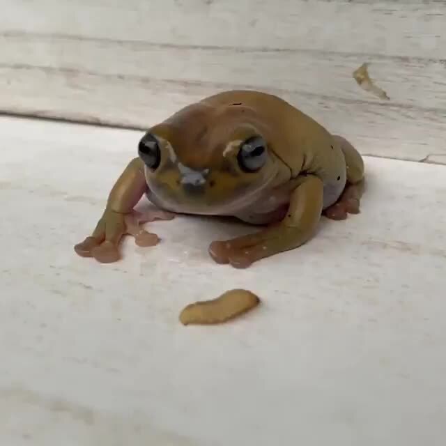 Dumb Thicc Dumpy Tree Frogs - )