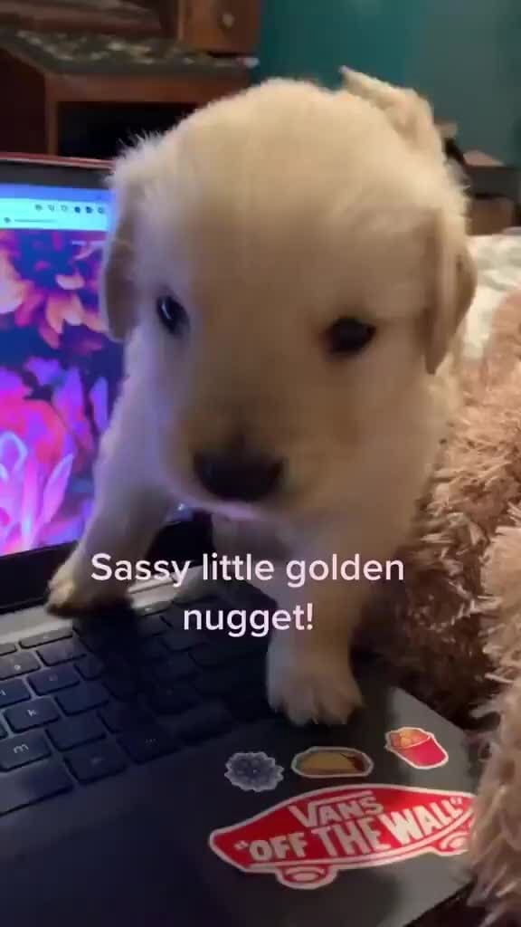 Sassy-little golden nugget! - iFunny