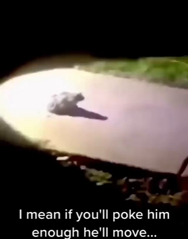 I mean if you'll poke him enough he'll move... - iFunny