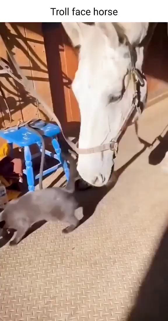 Troll face horse - iFunny