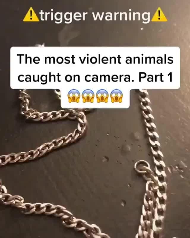 Trigger warning The most violent animals caught on camera. Part 1 EN er ...