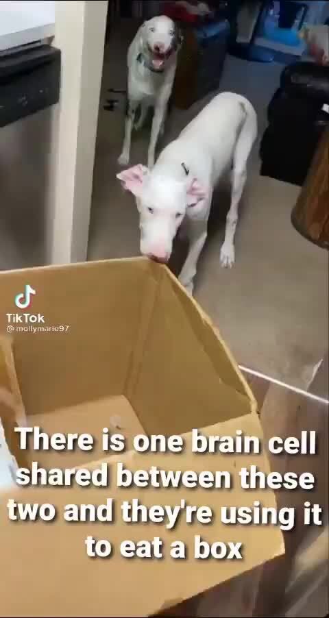 TikTok There is one brain cell shared between these two and they're ...