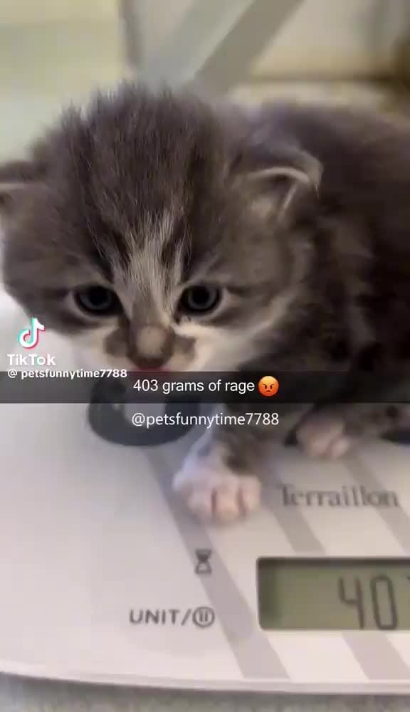 403 grams of rage @petsfurinytirne? 788 UN - iFunny