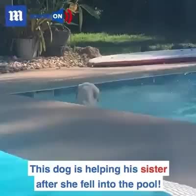 Ma on This dog is helping his sister after she fell into the pool! - iFunny