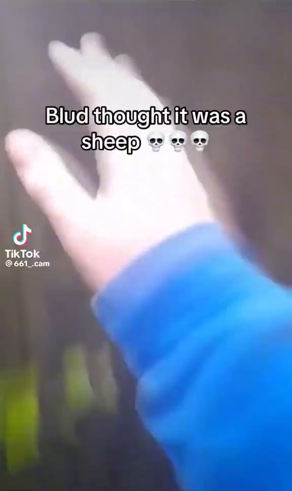 Blud it was a Tik Tok cow - iFunny