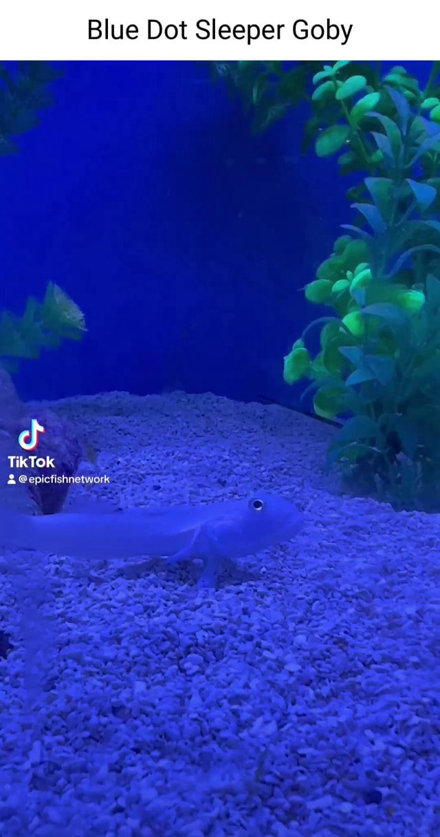 Blue Dot Sleeper Goby TikTok @epicfishnetwork - iFunny