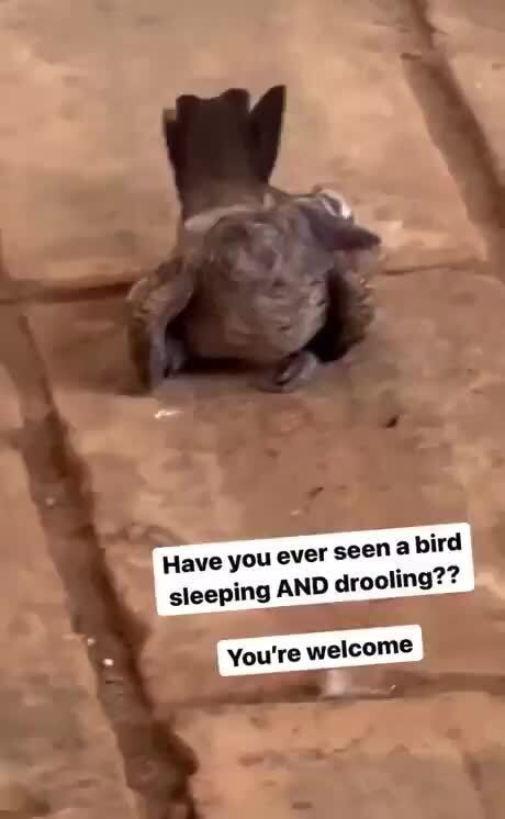 Have you ever seen a bird drooling?? Have sleeping AND dr You're ...