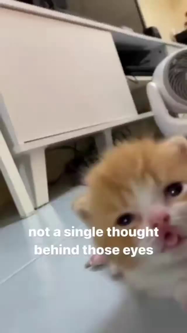 Not a single thought behind those eyes - iFunny